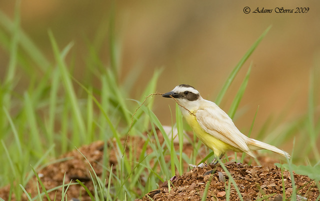 bem-te-vi (Pitangus sulphuratus) | WikiAves - A Enciclopédia das Aves ...