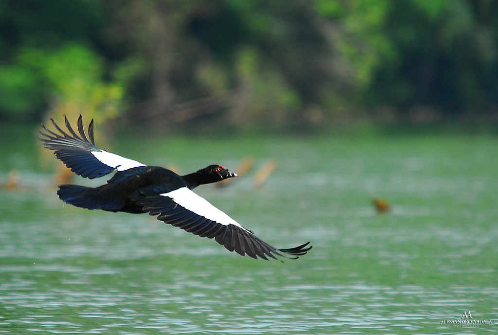 Foto pato-do-mato (Cairina moschata) Por Alessandro Abdala | Wiki Aves ...