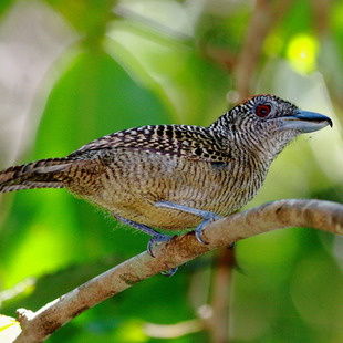 papa-formiga-barrado (Cymbilaimus lineatus) | WikiAves - A Enciclopédia ...