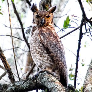 jacurutu (Bubo virginianus) | WikiAves - A Enciclopédia das Aves do Brasil