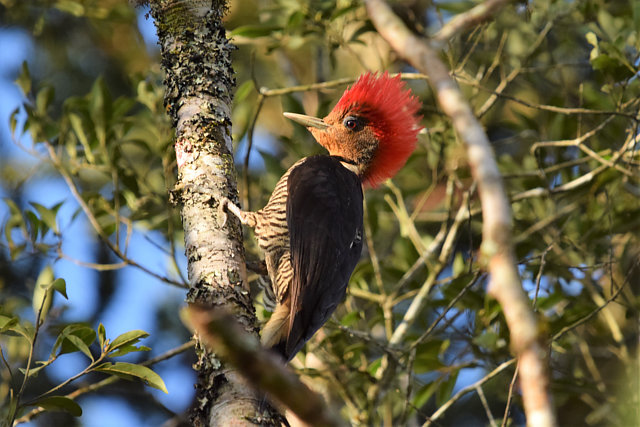 Foto pica-pau-de-cara-canela (Celeus galeatus) Por Joaquim Ribas | Wiki Aves - A Enciclopédia ...