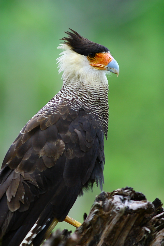 Foto carcará (Caracara plancus) Por Johann Tascon | Wiki Aves - A ...