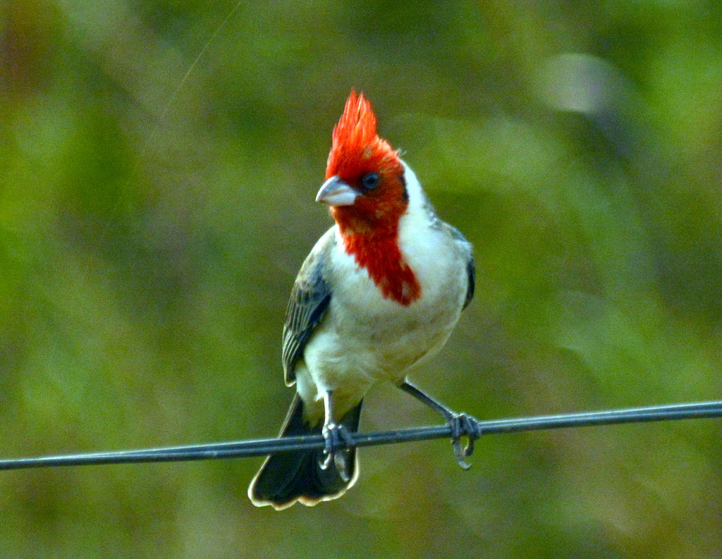Foto cardeal (Paroaria coronata) Por Ivan Brondani | Wiki Aves - A ...