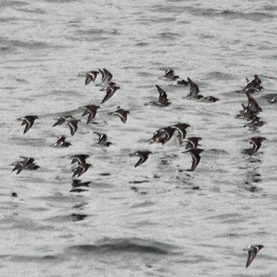 Calidris sp. (Calidris sp.) | WikiAves - A Enciclopédia das Aves do Brasil