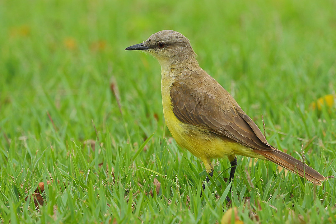 Foto suiriri-cavaleiro (Machetornis rixosa) Por Gilvan Moreira | Wiki ...