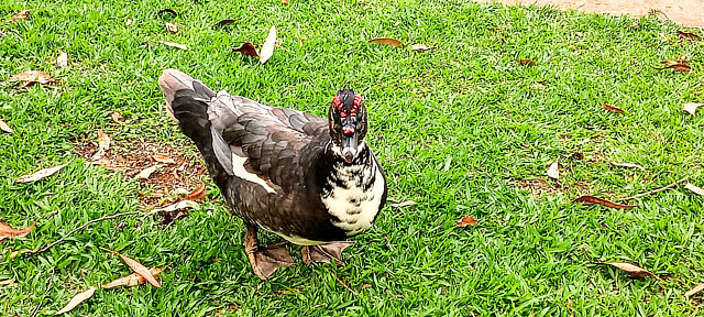 Foto pato-do-mato (Cairina moschata) Por Gabriel N. Araujo | Wiki Aves ...