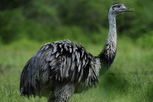 Foto ema (Rhea americana) Por Anderson Branco | Wiki Aves - A ...