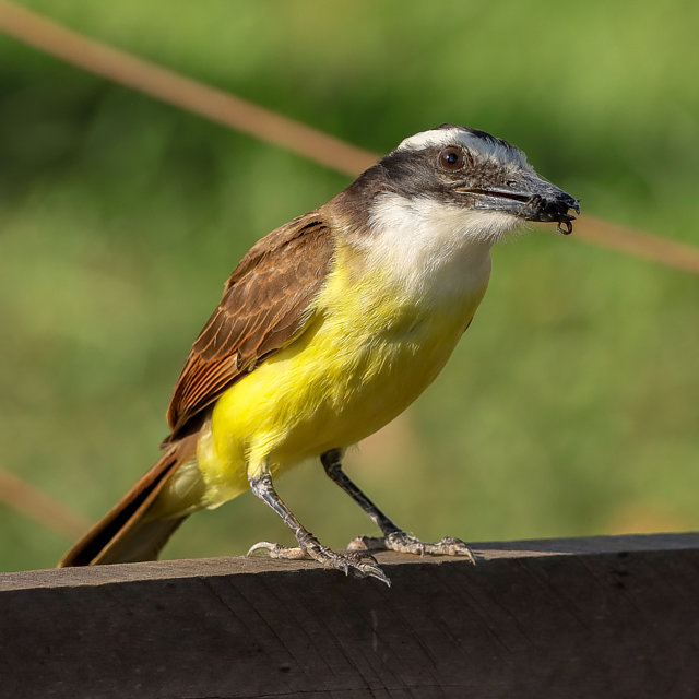 Foto bem-te-vi (Pitangus sulphuratus) Por Genival Carvalho | Wiki Aves ...