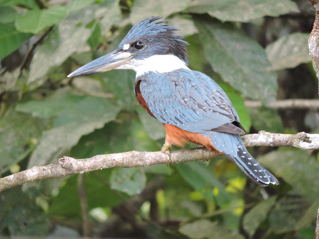 Foto martim-pescador-grande (Megaceryle torquata) Por Rosane Lembrance ...