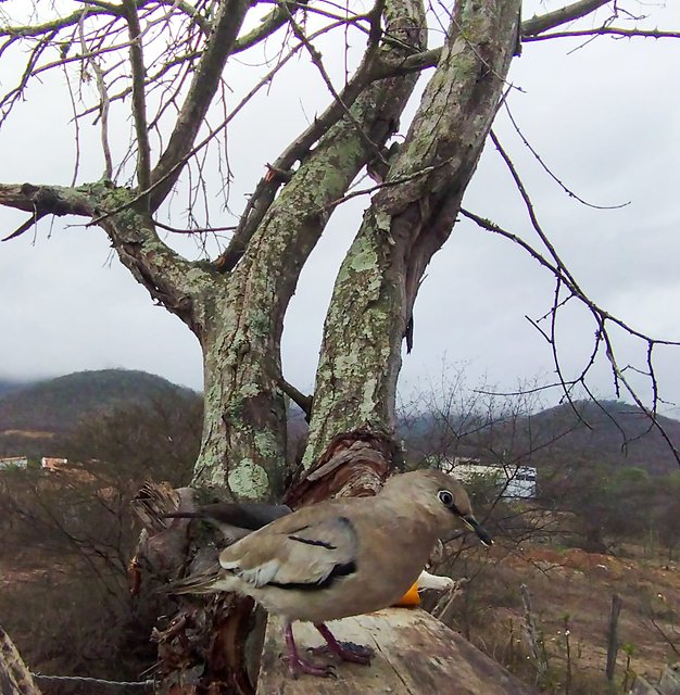 Foto rolinha-picuí (Columbina picui) Por Edjair Almeida | Wiki Aves - A ...