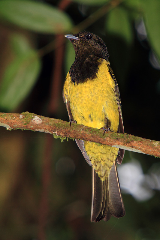 Foto corocoxó (Carpornis cucullata) Por Roberto Gallacci | Wiki Aves ...