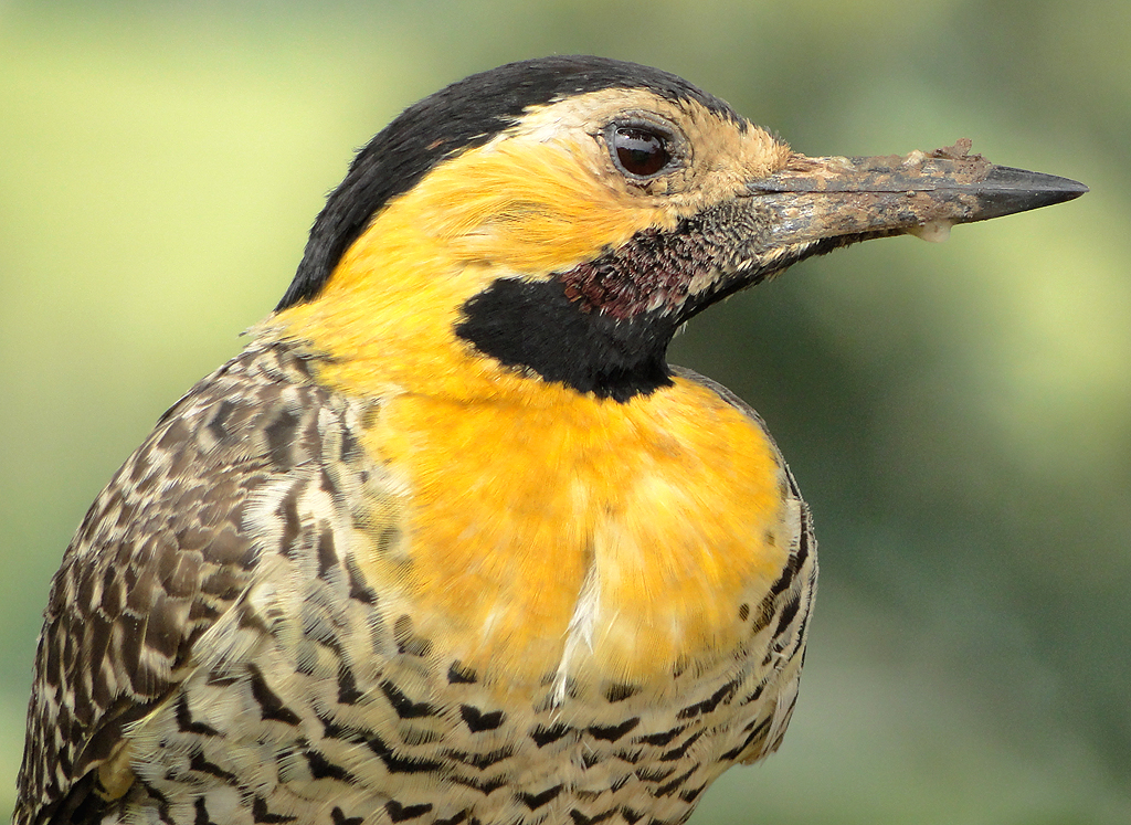Foto pica-pau-do-campo (Colaptes campestris) Por Fernando Cipriani ...