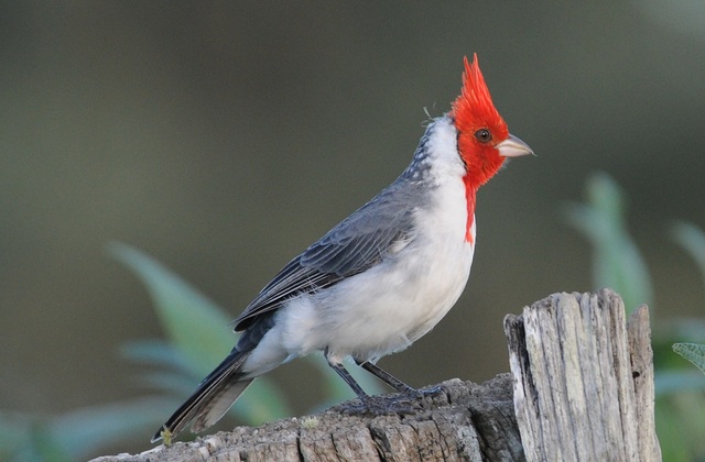 Foto cardeal (Paroaria coronata) Por Rafael Ritter | Wiki Aves - A ...