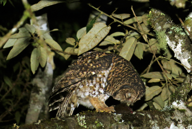 Foto coruja-listrada (Strix hylophila) Por André Ricardo de Souza ...
