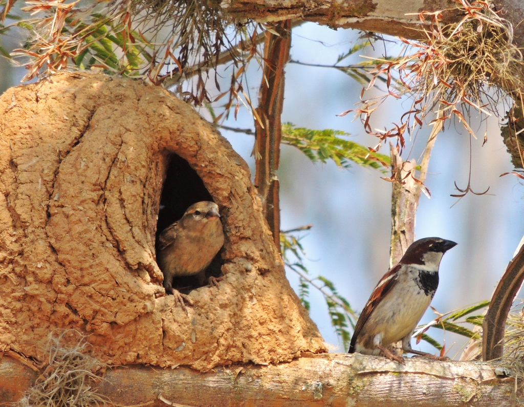 Foto pardal (Passer domesticus) Por Welington Andrade | Wiki Aves - A ...