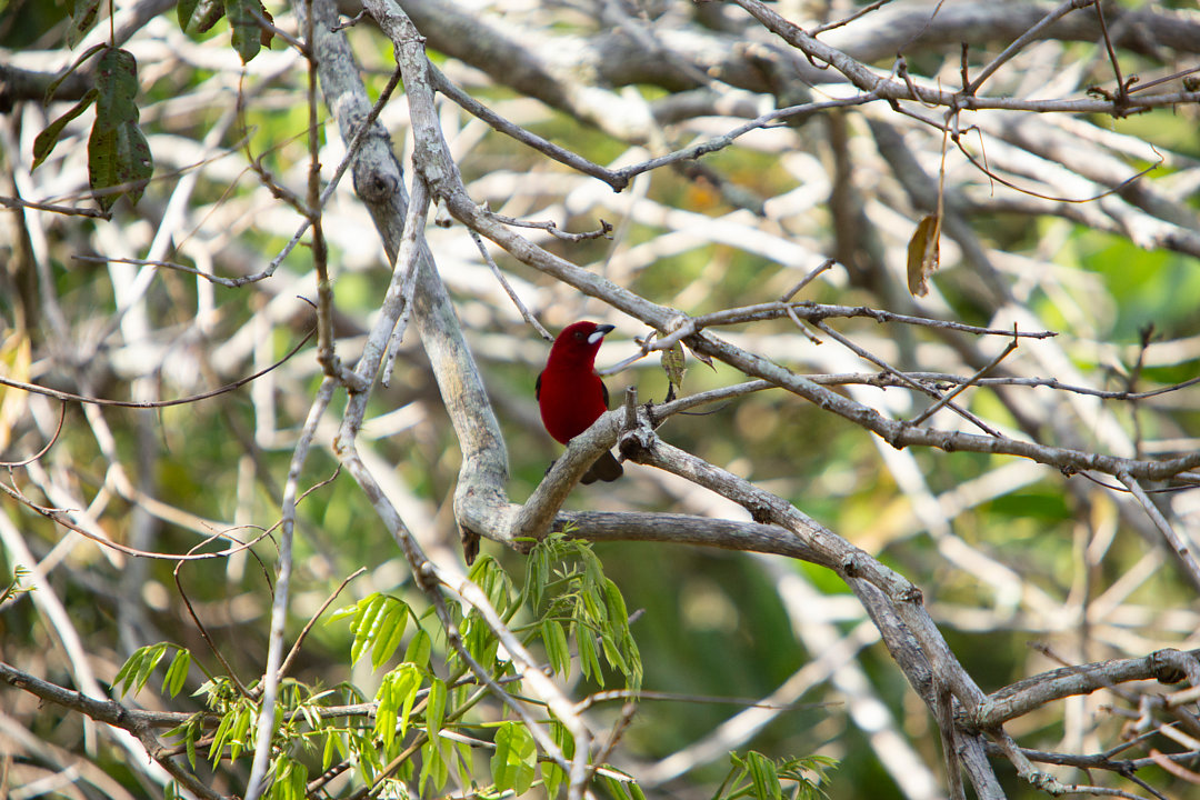 Foto tiê-sangue (Ramphocelus bresilia) Por Thiago Pereira Barros | Wiki ...