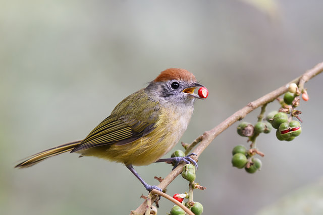 Foto verdinho-coroado (Hylophilus poicilotis) Por Guilherme Willrich ...