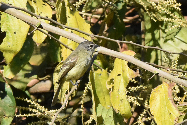 Foto maria-te-viu (Tyrannulus elatus) Por Sergio Castelo | Wiki Aves ...