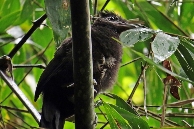 Foto jacu-estalo (Neomorphus geoffroyi) Por Tomaz Melo | Wiki Aves - A ...