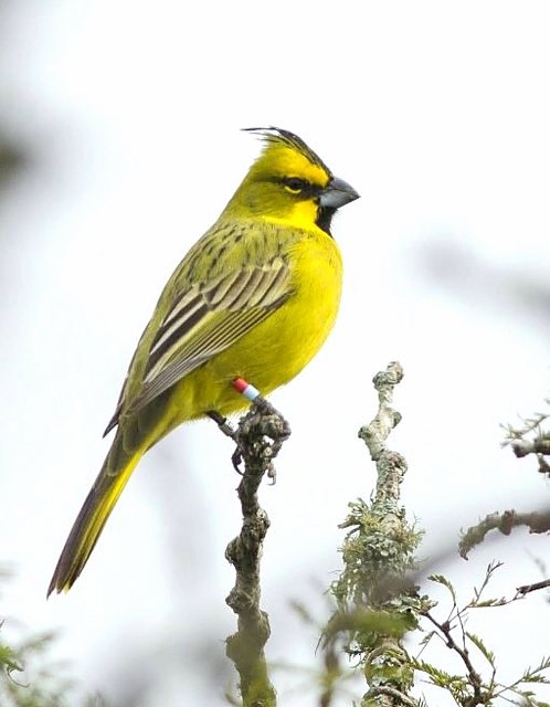 Foto cardeal-amarelo (Gubernatrix cristata) Por Kurazo Okada | Wiki ...