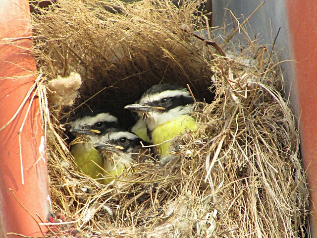 bem-te-vi (Pitangus sulphuratus) | WikiAves - A Enciclopédia das Aves ...