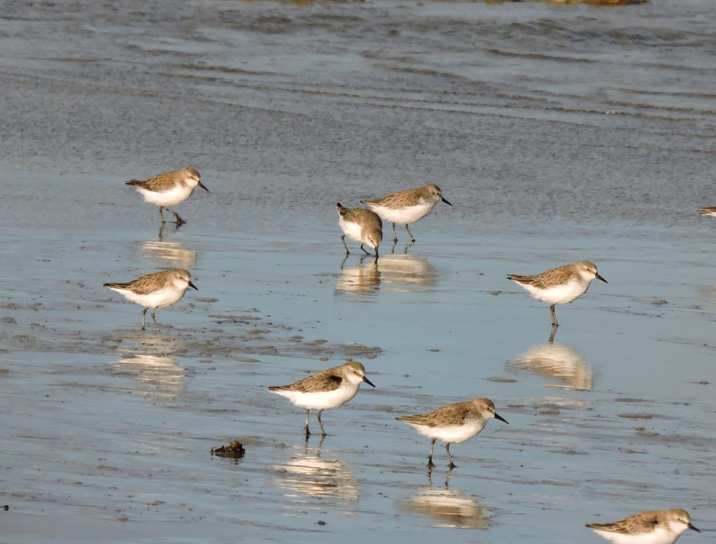 Foto maçarico-rasteirinho (Calidris pusilla) Por Daniel Gurgel | Wiki ...
