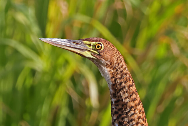 Foto socó-boi (Tigrisoma lineatum) Por Davi Abreu | Wiki Aves - A ...