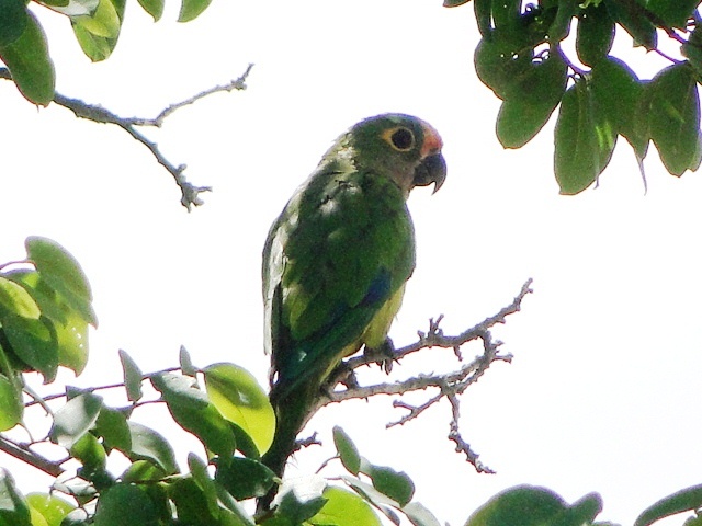 Foto periquito-rei (Eupsittula aurea) Por Artejose Revoredo | Wiki Aves ...