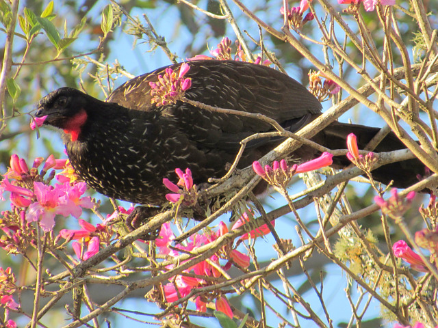 Foto jacuguaçu (Penelope obscura) Por Marcelo Stella | Wiki Aves - A ...
