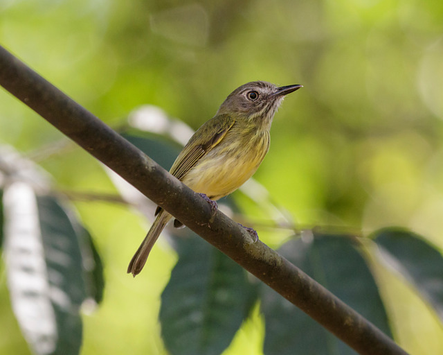 Foto sebinho-rajado-amarelo (Hemitriccus striaticollis) Por Silvia ...