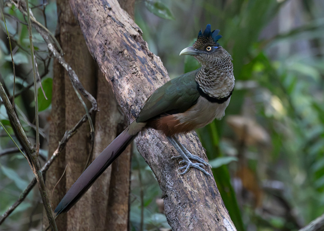 Foto jacu-estalo (Neomorphus geoffroyi) Por Silvia Faustino Linhares ...