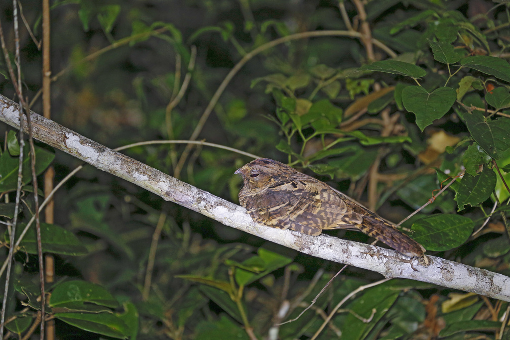 Foto bacurau (Nyctidromus albicollis) Por Aninha Delboni | Wiki Aves ...