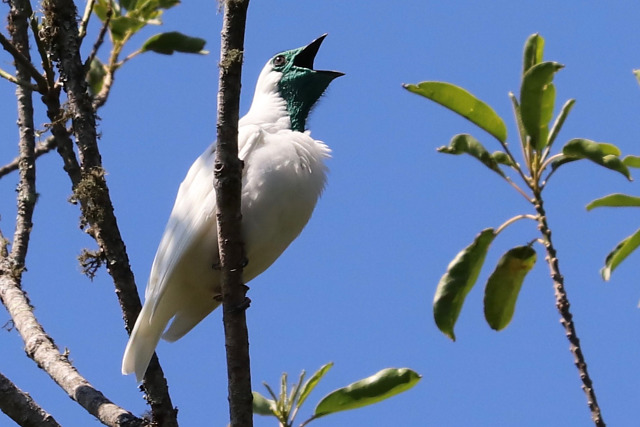 Foto araponga (Procnias nudicollis) Por Sandra Rebello | Wiki Aves - A ...