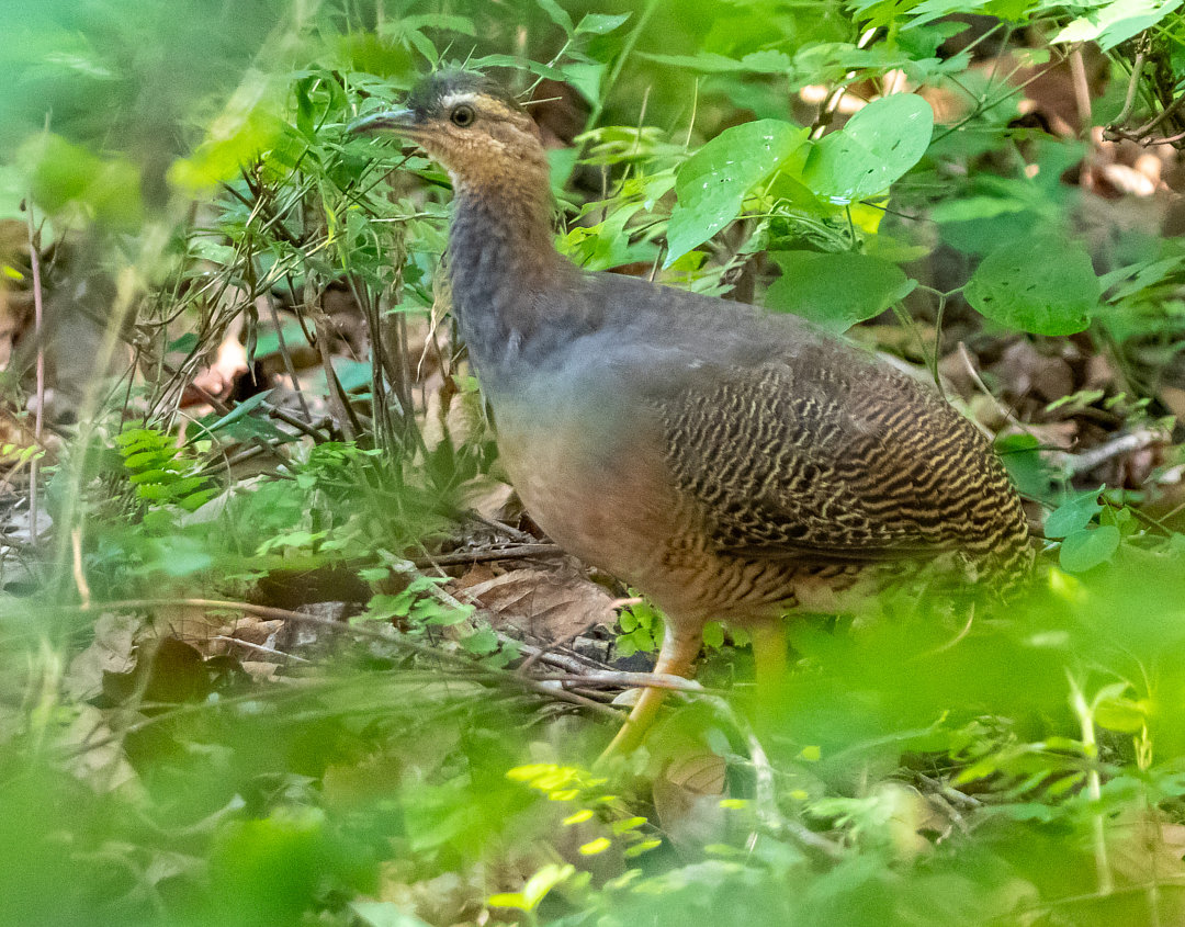 Foto zabelê (Crypturellus zabele) Por Alex Sezko | Wiki Aves - A ...