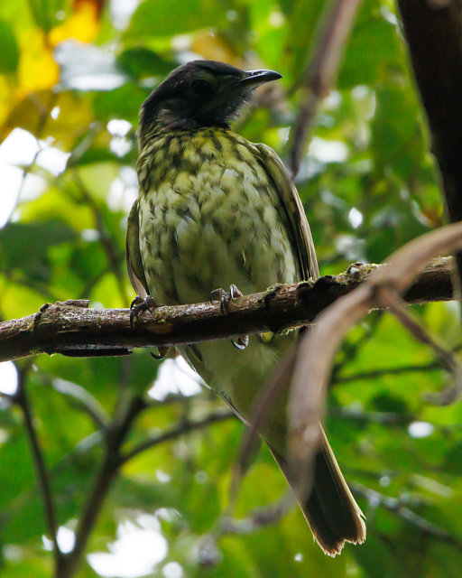 Foto araponga (Procnias nudicollis) Por Rafael Mattos | Wiki Aves - A ...