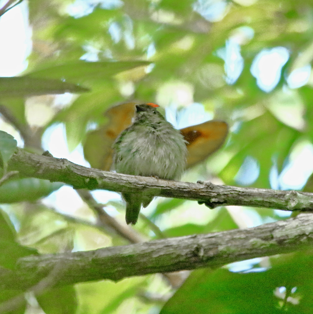 Foto tangará-príncipe (Chiroxiphia pareola) Por Ivo Zecchin | Wiki Aves ...
