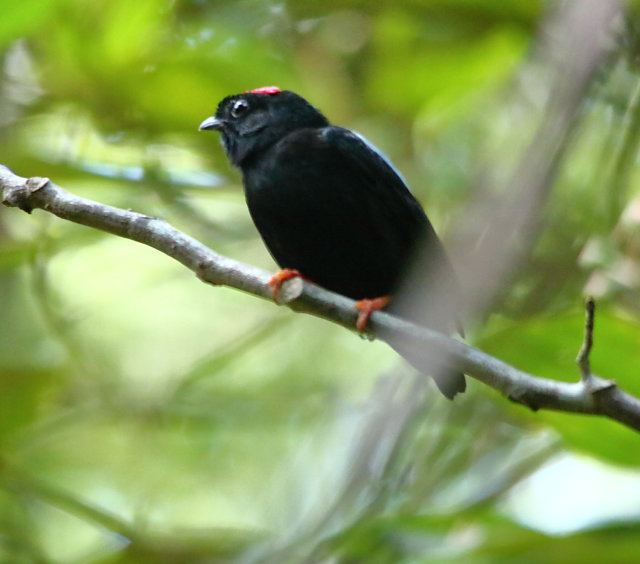 Foto tangará-príncipe (Chiroxiphia pareola) Por Ivo Zecchin | Wiki Aves ...