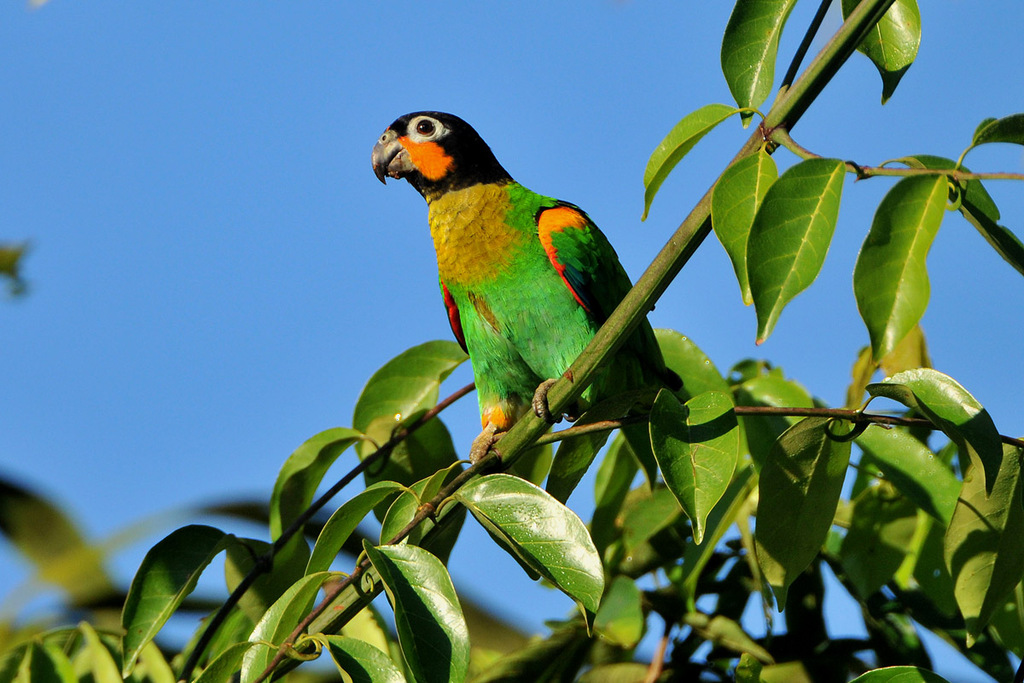 Foto curica-de-bochecha-laranja (Pyrilia barrabandi) Por Rudimar ...