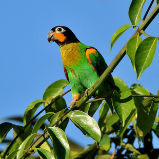 curica-de-bochecha-laranja (Pyrilia barrabandi) | WikiAves - A ...