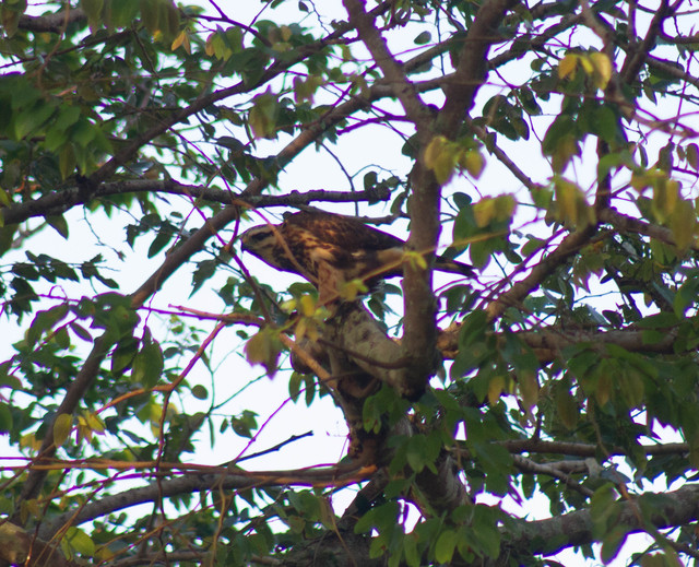 Foto gavião-pedrês (Buteo nitidus) Por Danilo Almeida-Santos | Wiki ...