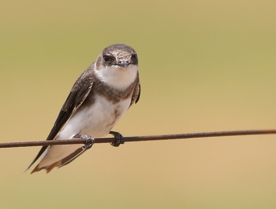 Foto andorinha-do-barranco (Riparia riparia) Por Oscar Abener Fenalti ...