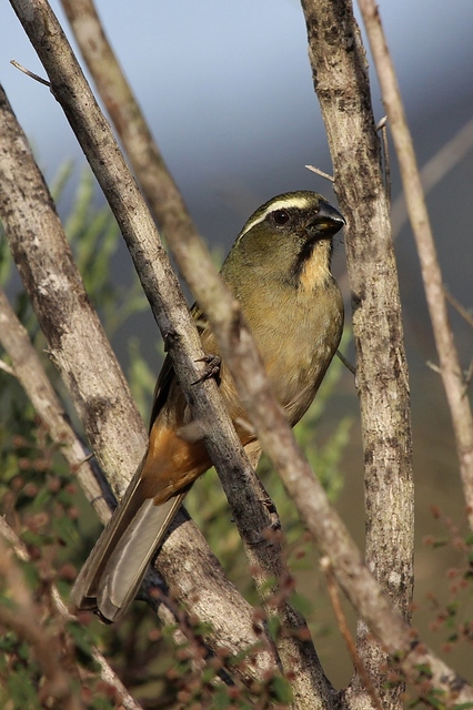 Foto bico-grosso (Saltator maxillosus) Por James Amorim | Wiki Aves - A ...