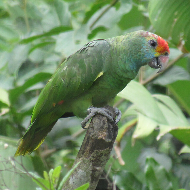 Foto chauá (Amazona rhodocorytha) Por Ronaldo Alves (Roni) | Wiki Aves ...