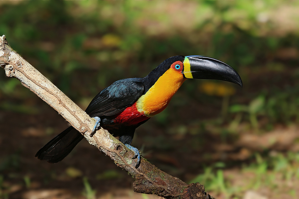 Foto tucano-de-bico-preto (Ramphastos vitellinus) Por Leonardo Casadei ...