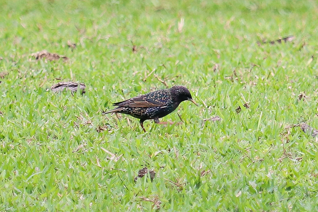 Foto estorninho (Sturnus vulgaris) Por Fernando Moraes Rebouças | Wiki ...