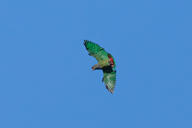 Foto maitaca-verde (Pionus maximiliani) Por Adriano Gonçalves 2 | Wiki ...