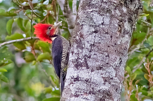Foto pica-pau-de-cara-canela (Celeus galeatus) Por Fábio Giordano | Wiki Aves - A Enciclopédia ...