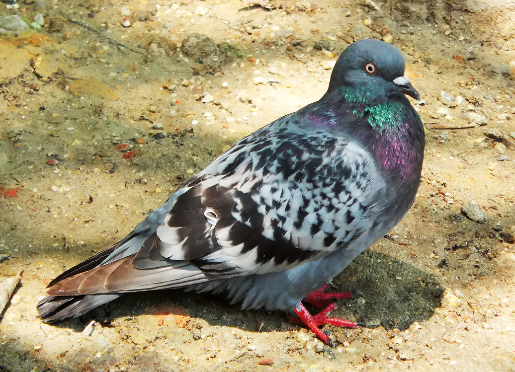 Foto pombo-doméstico (Columba livia) Por Diogo S. Goncalves | Wiki Aves ...