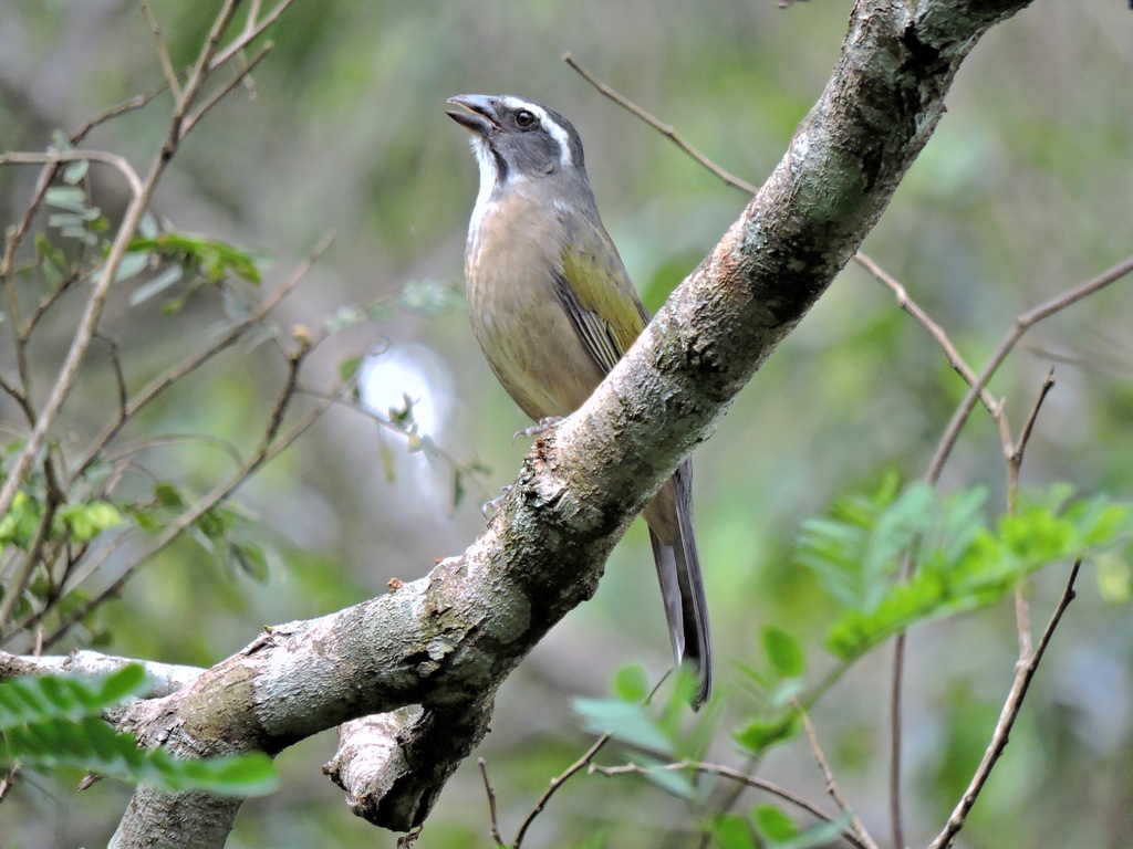 Foto trinca-ferro (Saltator similis) Por Thiago Lyra | Wiki Aves - A ...