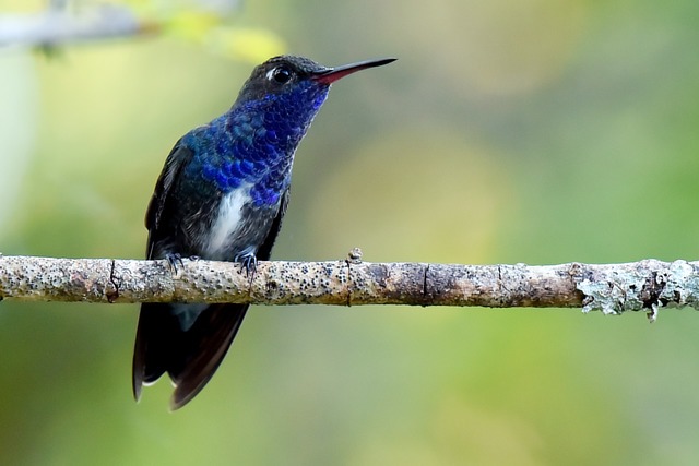 Foto beija-flor-de-peito-azul (Chionomesa lactea) Por Rudimar Cipriani ...